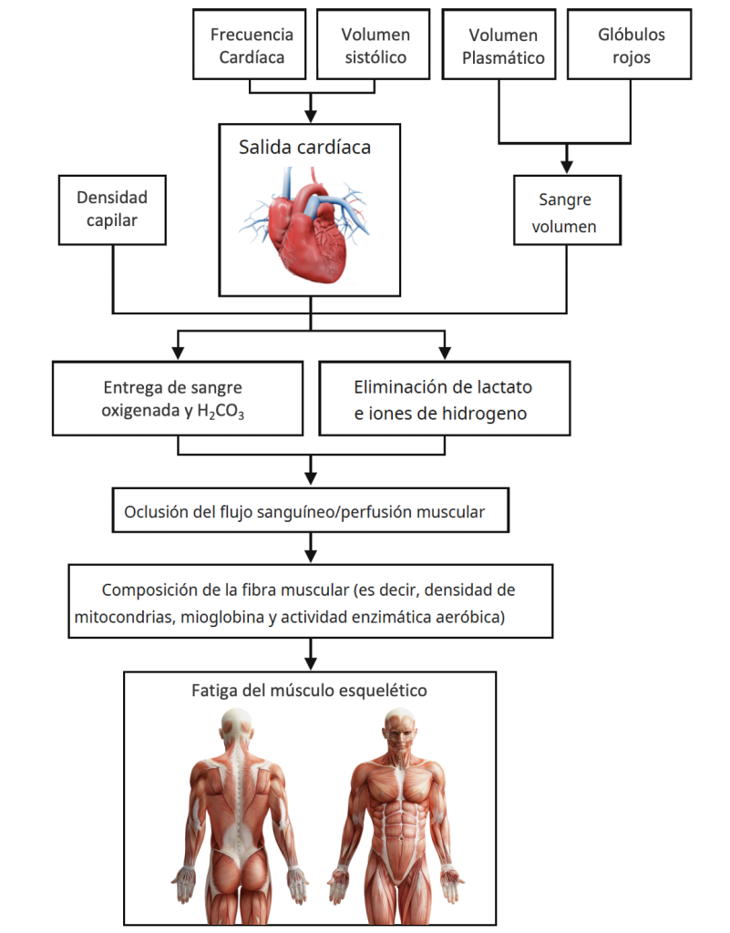 ¿Por qué se produce la fatiga durante el ejercicio? - Doctor Deporte