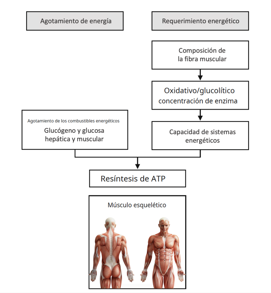 ¿Por qué se produce la fatiga durante el ejercicio? - Doctor Deporte