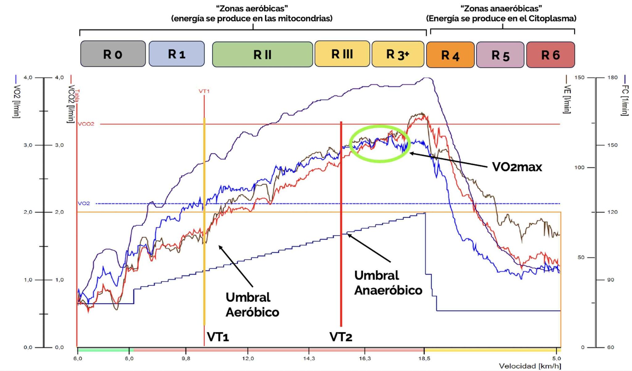 Vam, ¿Qué Es Y Por Qué Es – ¿Qué es y cómo calcular la VAM o Velocidad ...